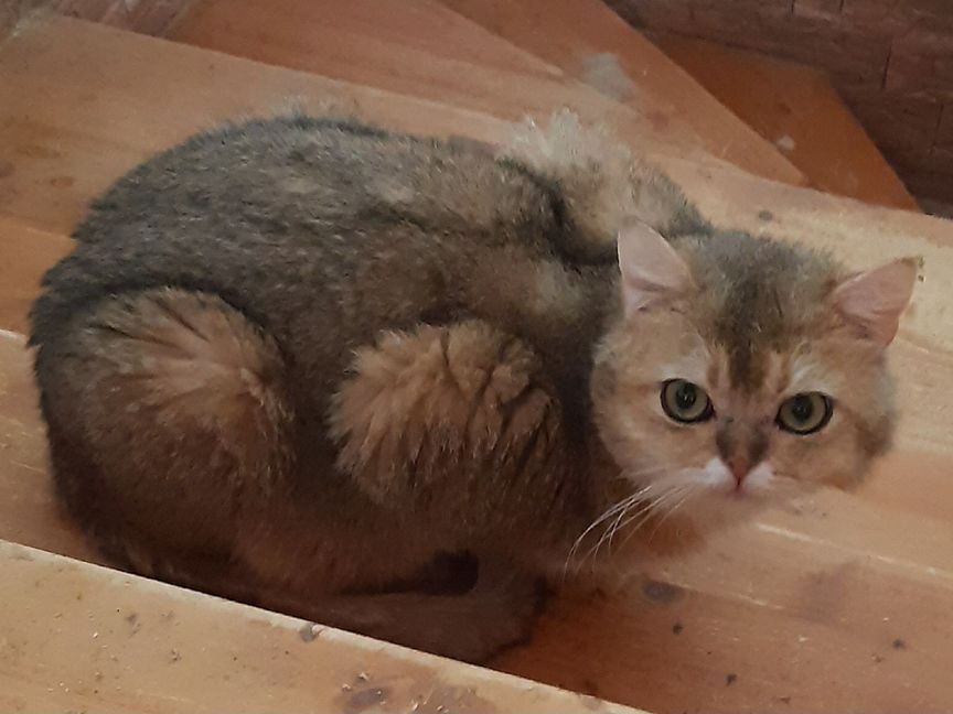 Котик золотой британский