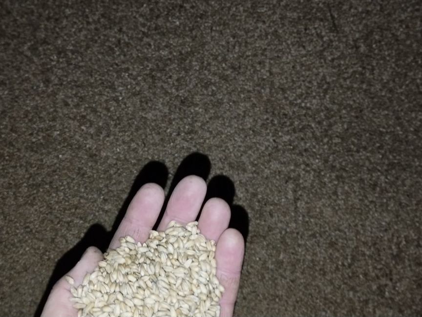 Горох ячмень