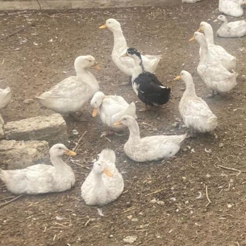 Утка подрощенна