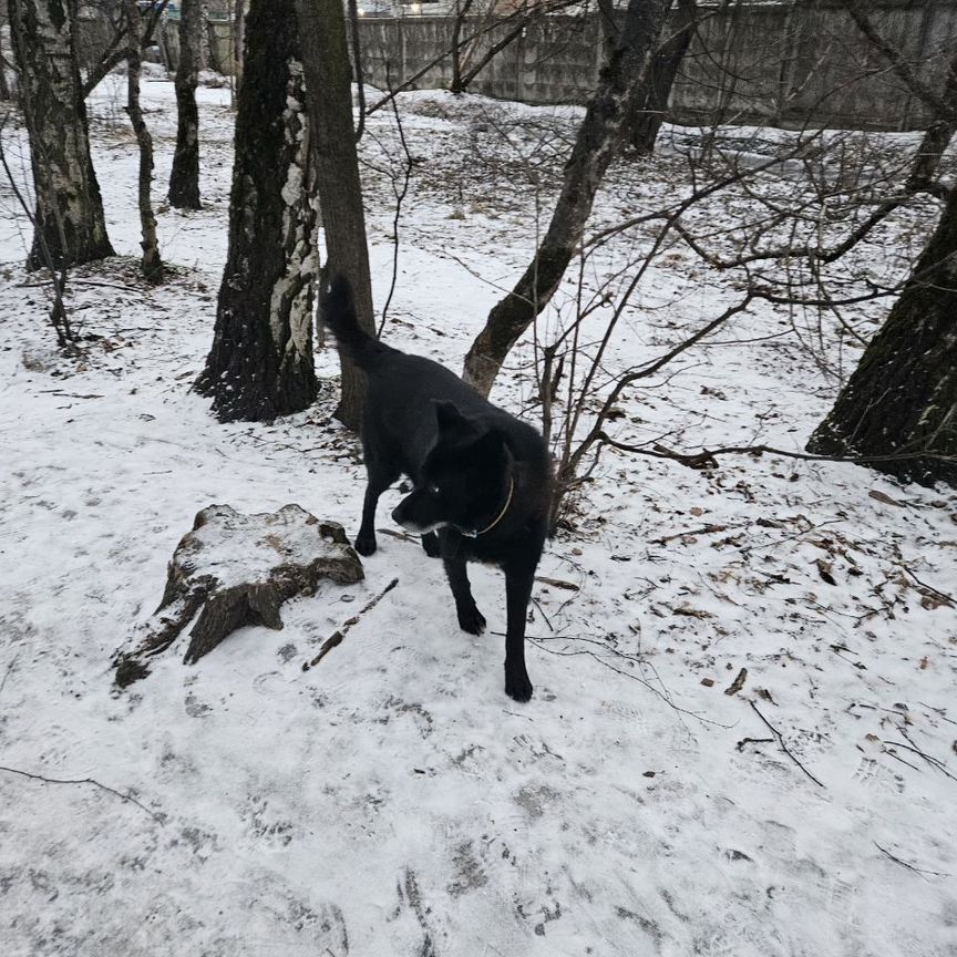 Собака в добрые руки