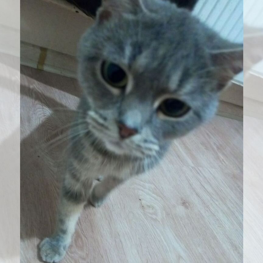 Кошка в добрые руки