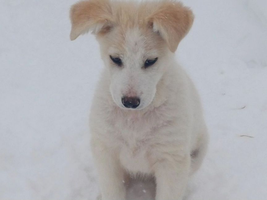 Швейцарская овчарка
