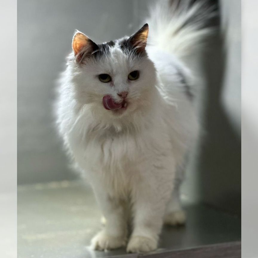 Сибирская кошечка ищет дом