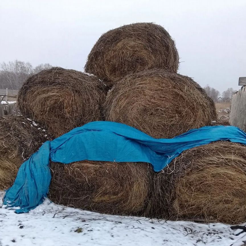 Сено на подстилку