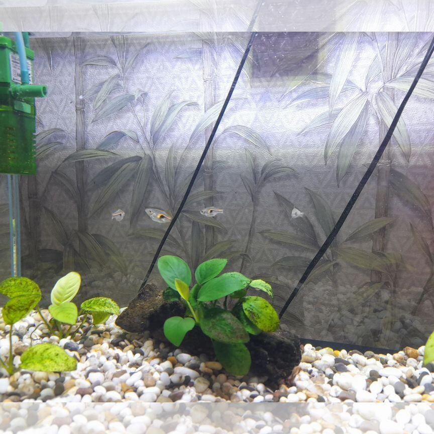 Рыбки расборы хенгеля 4 шт и анциструс