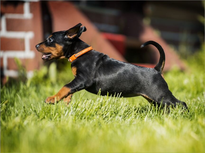 Немецкий пинчер щенки