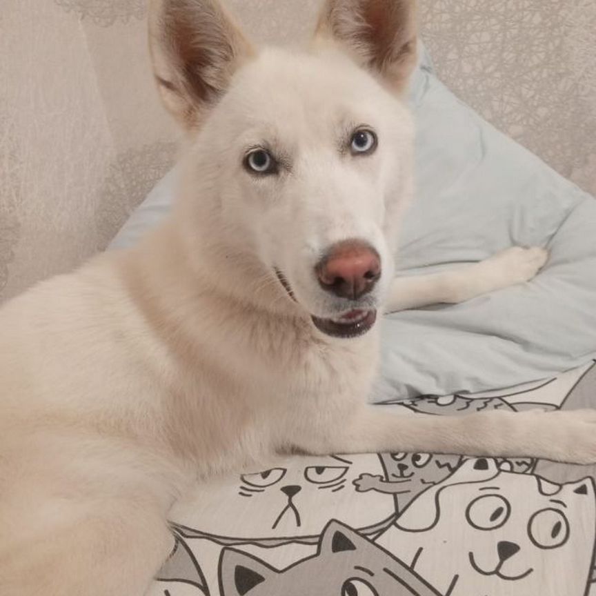 Сибирский хаски, щенок