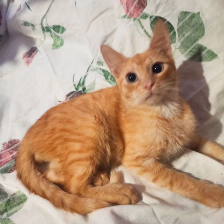 Котенок Риччи