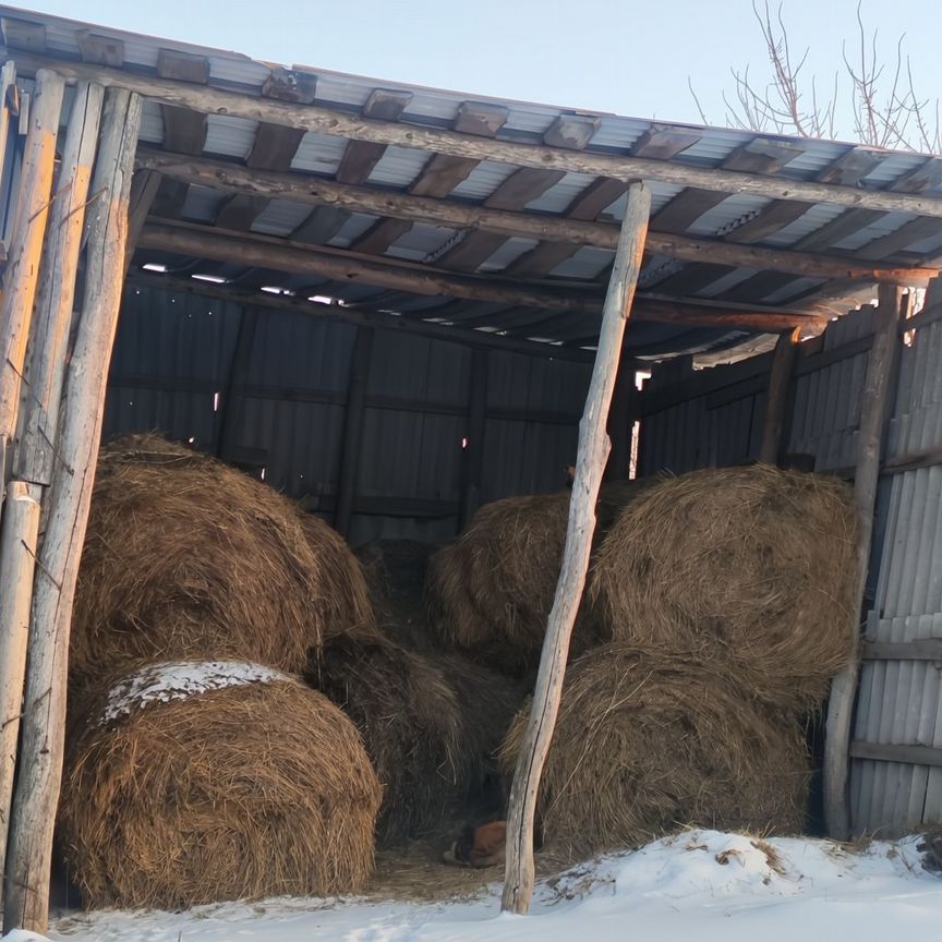 Сено в рулонах