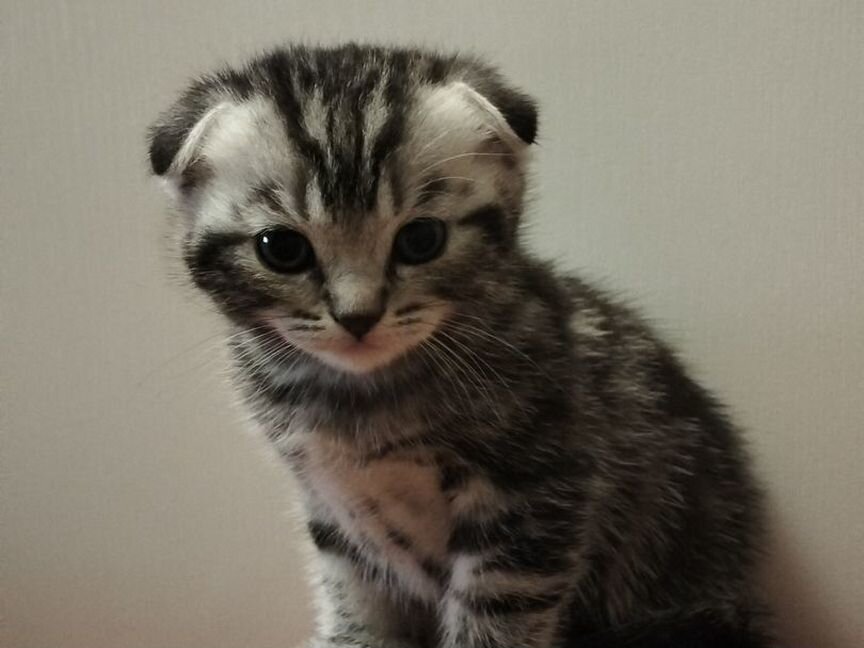 Шотландская вислоухая