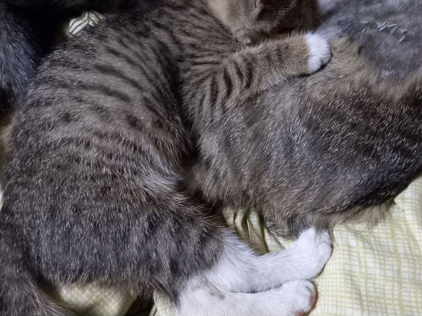 Котятя в добрые ручки и любящее сердце