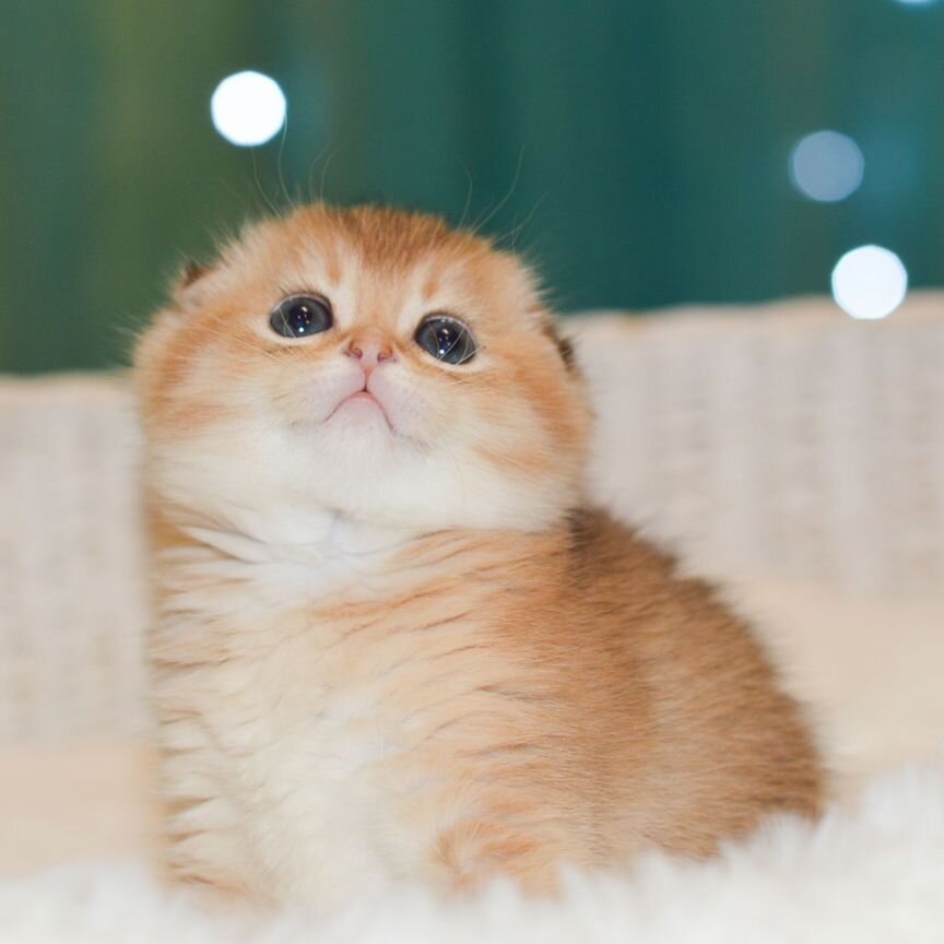 Шотландский вислоухий короткошёрстный котёнок