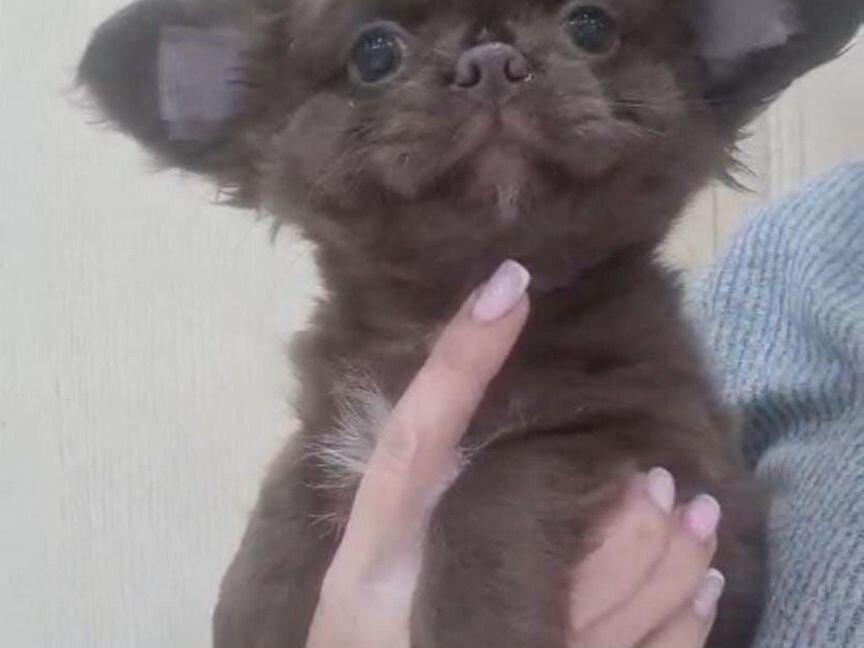 Чихуахуа девочка