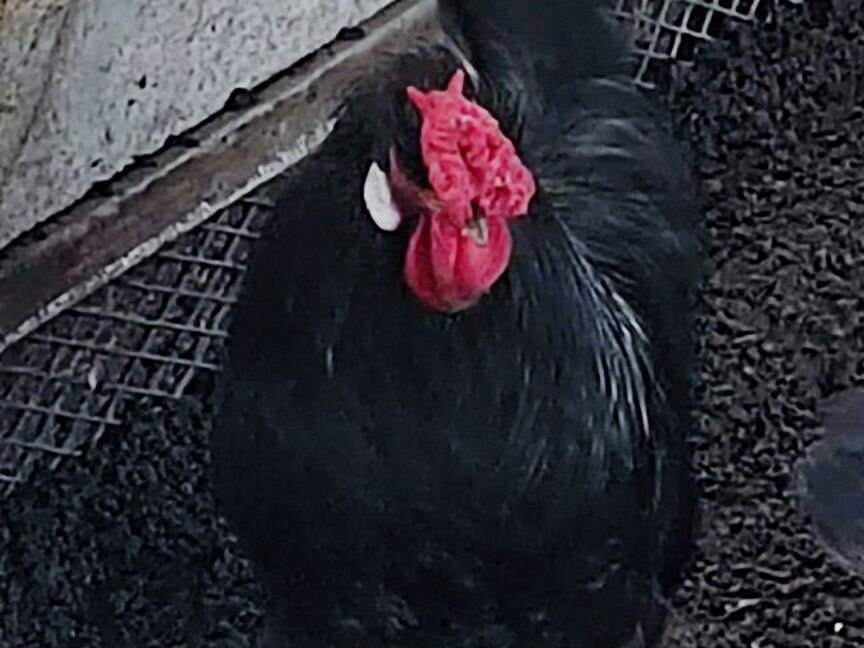 Петух с рогами