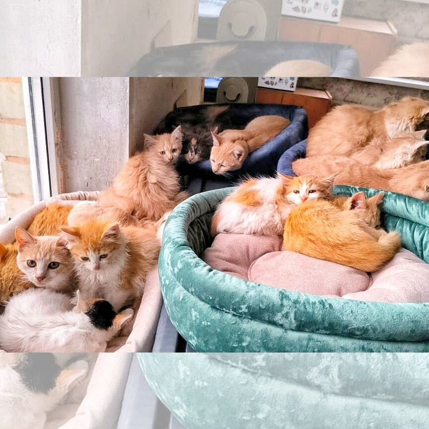 Котёнок в добрые руки