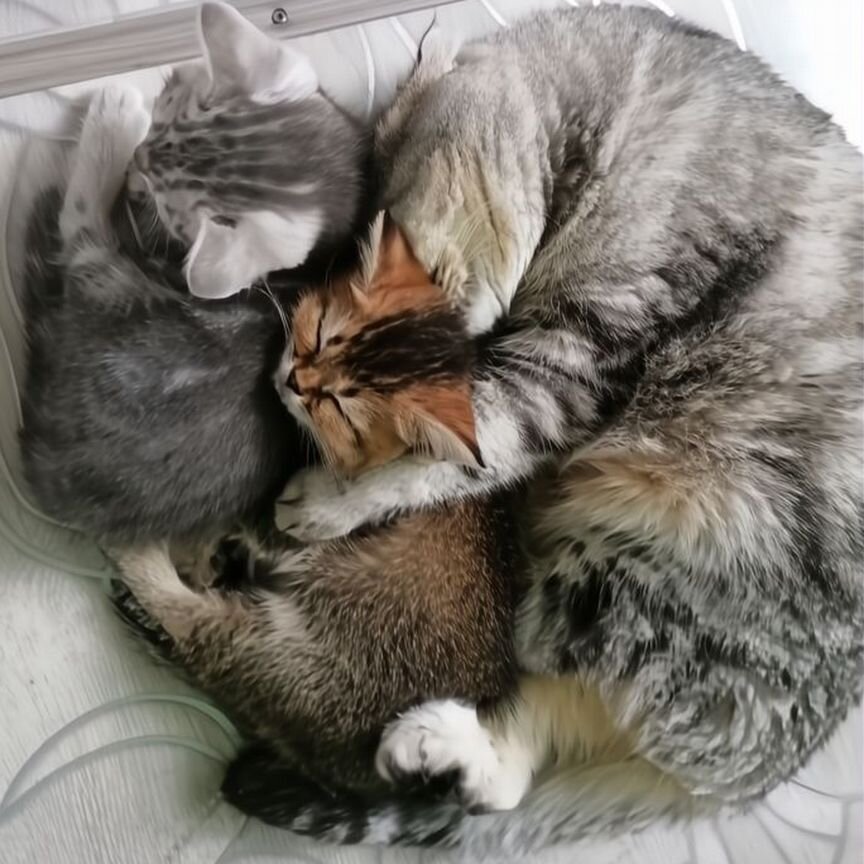 Шотландский прямоухий короткошёрстный котёнок