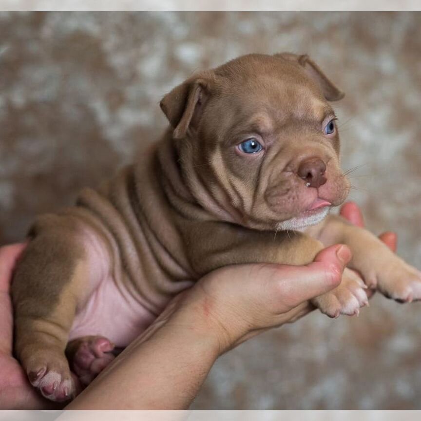 Булли шоколад триколор