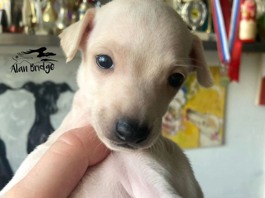 Левретка кремовый мальчик