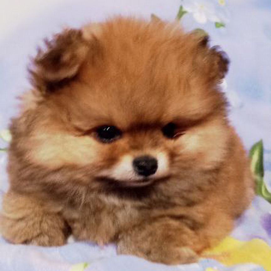 Померанский шпиц, щенок