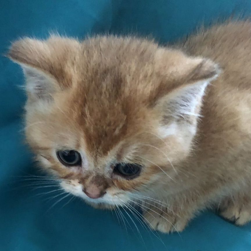 Котики золото и серебро