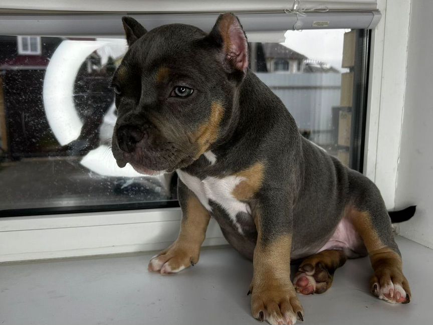 Амбулли покет