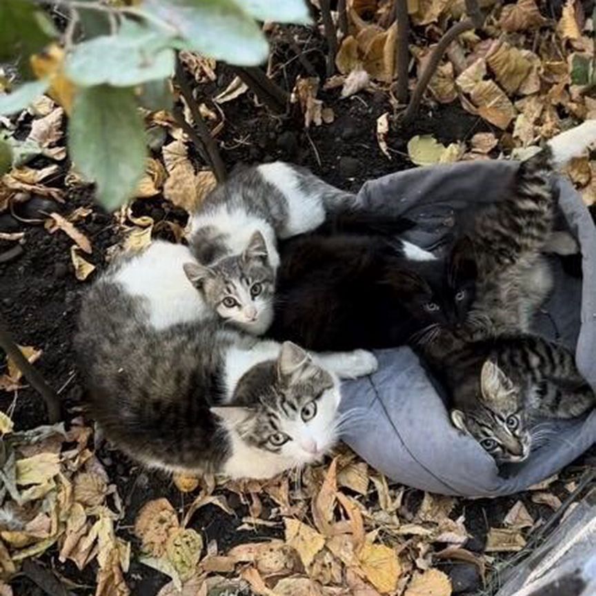 Котята в добрые руки