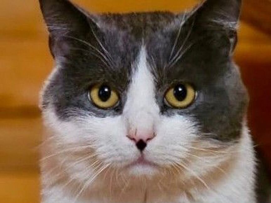Кот в маске