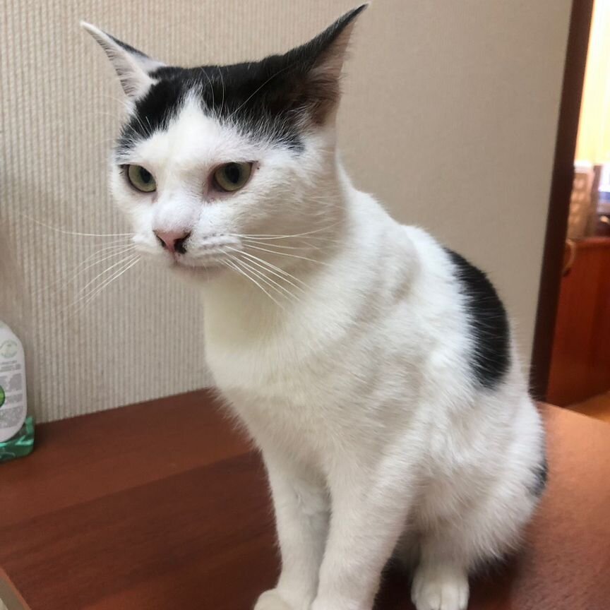 Котик, который ходит по цепи