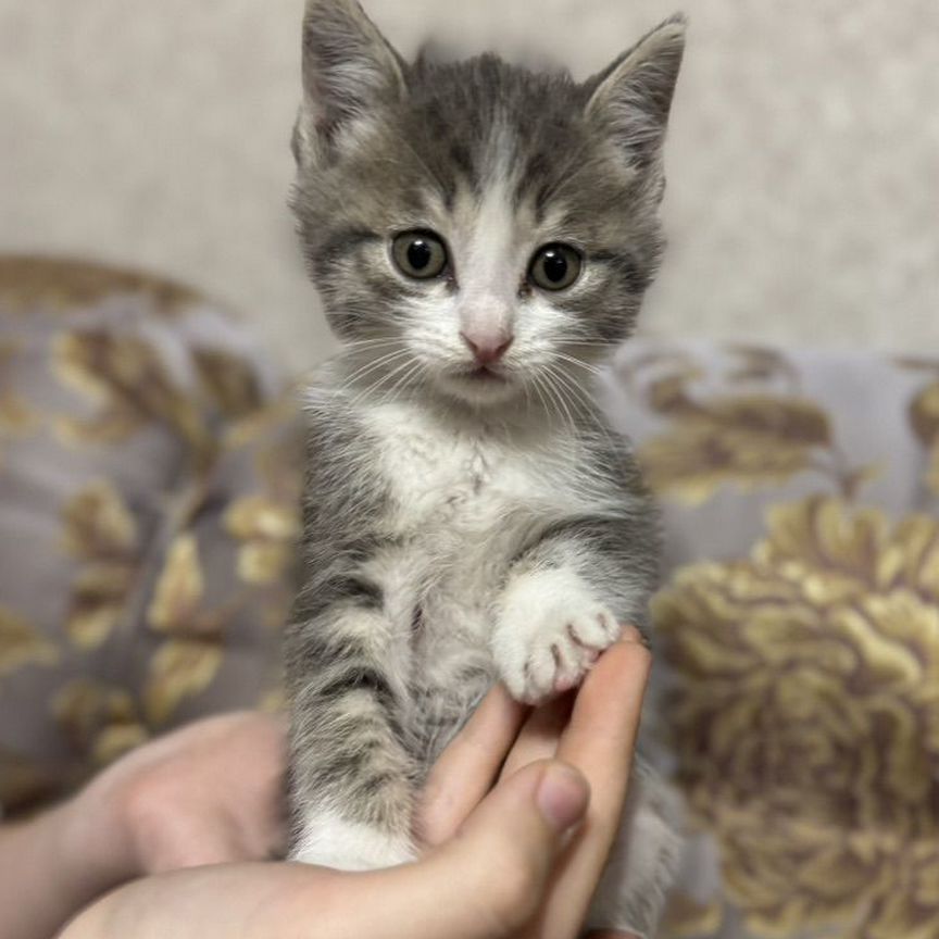 Котёнок в добрые руки