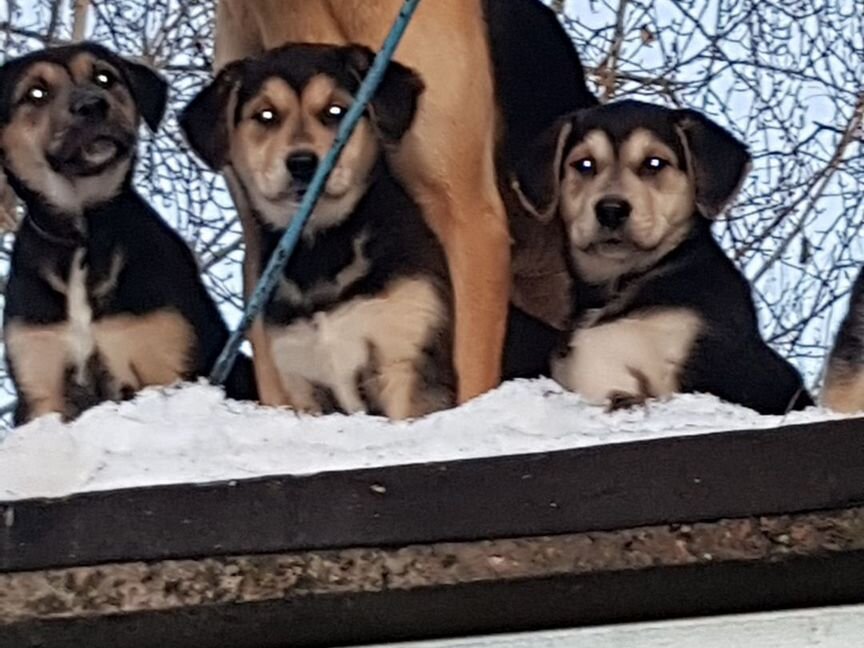 Щенки русской гончей