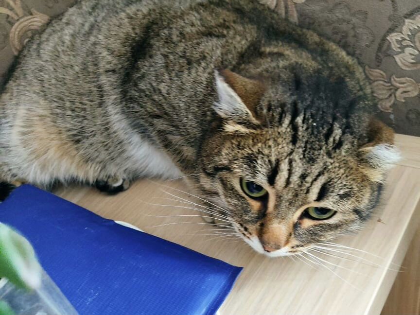 Кот в добрые руки