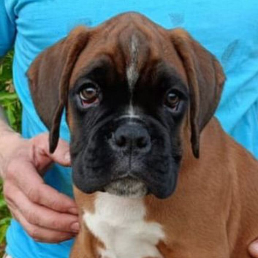 Боксер щенки