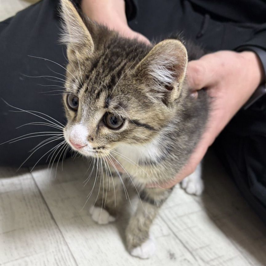 Мейн-кун котёнок