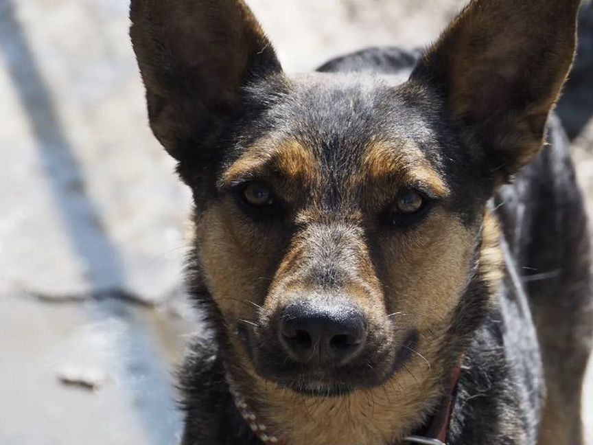 Милый парень Ричи