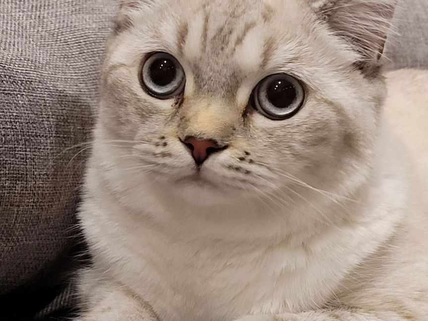 Котята из Whiskas