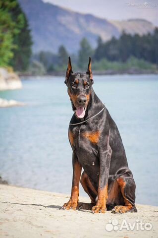 Щенки добермана