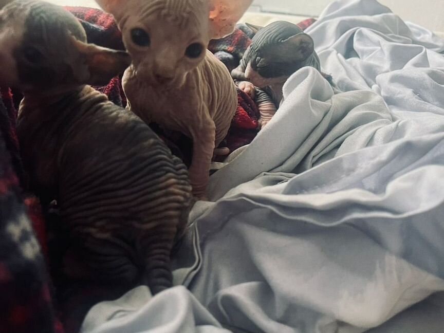 Канадский сфинкс котенок