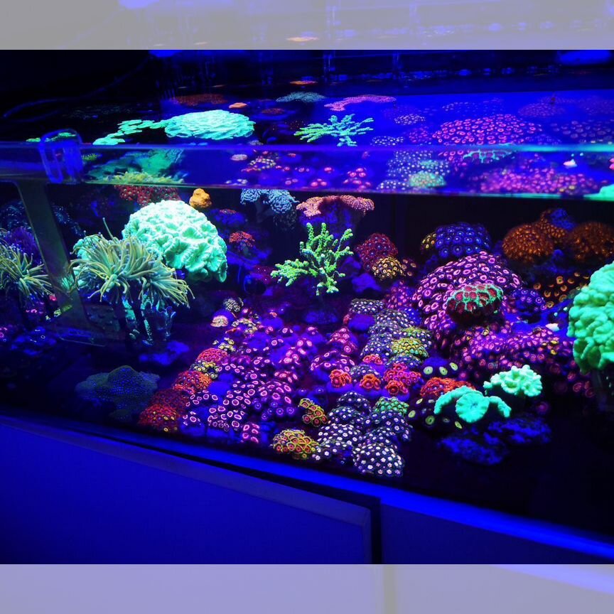 Кораллы для морского аквариума