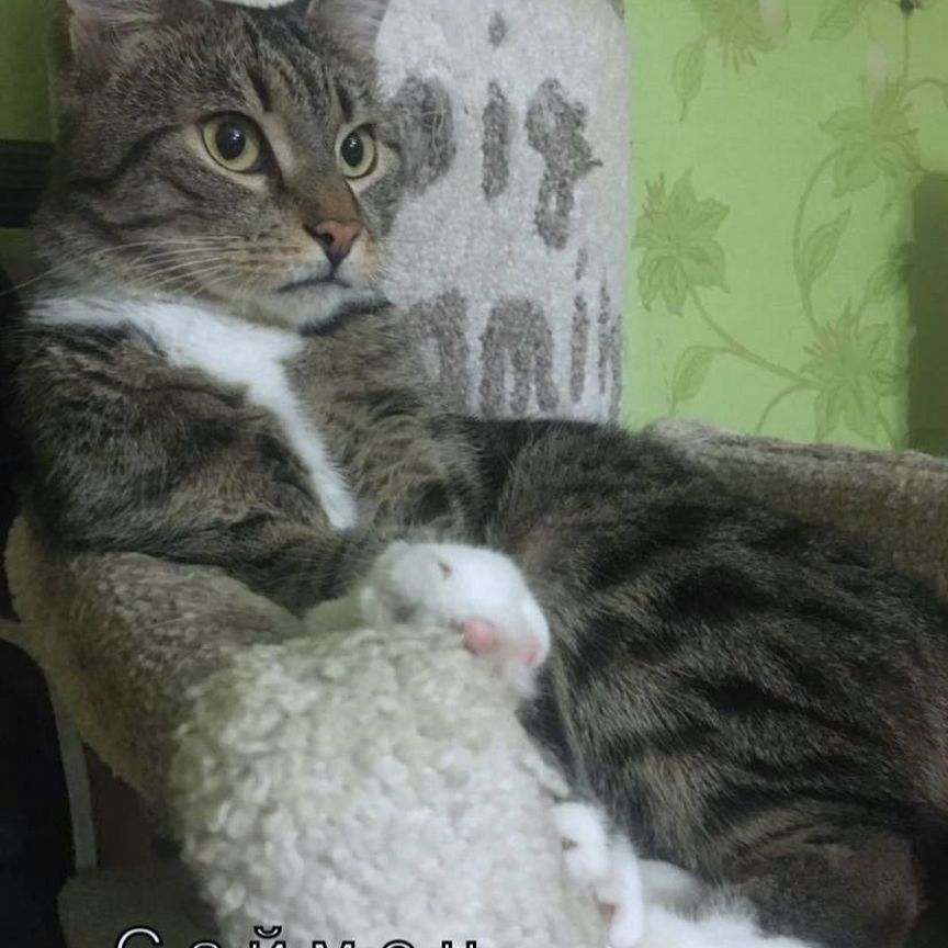 Кот саймон мальчик