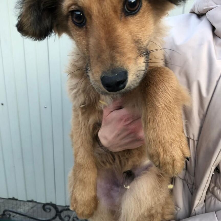 Отдам в добрые руки