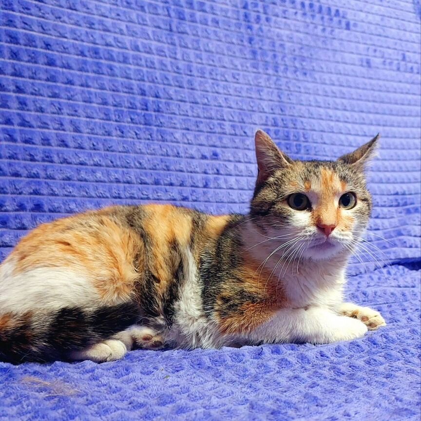 Мисси в добрые ручки