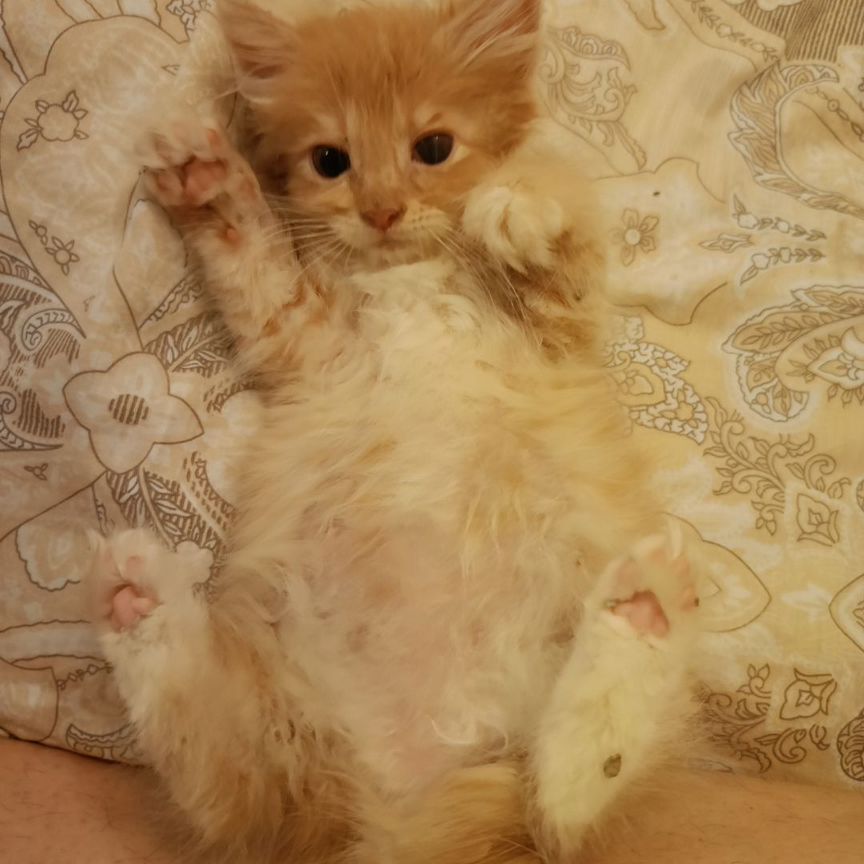 Котёнок мальчик 1 месяц- золотой ребёнок