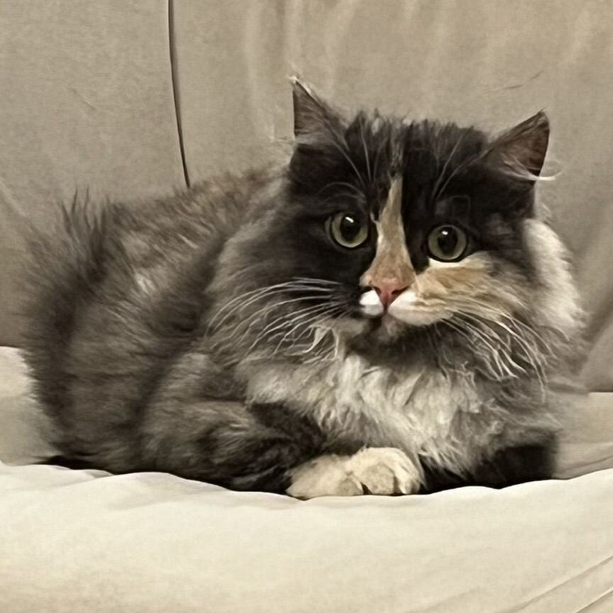 Отдам чудесного котенка, возраст 3,5 мес