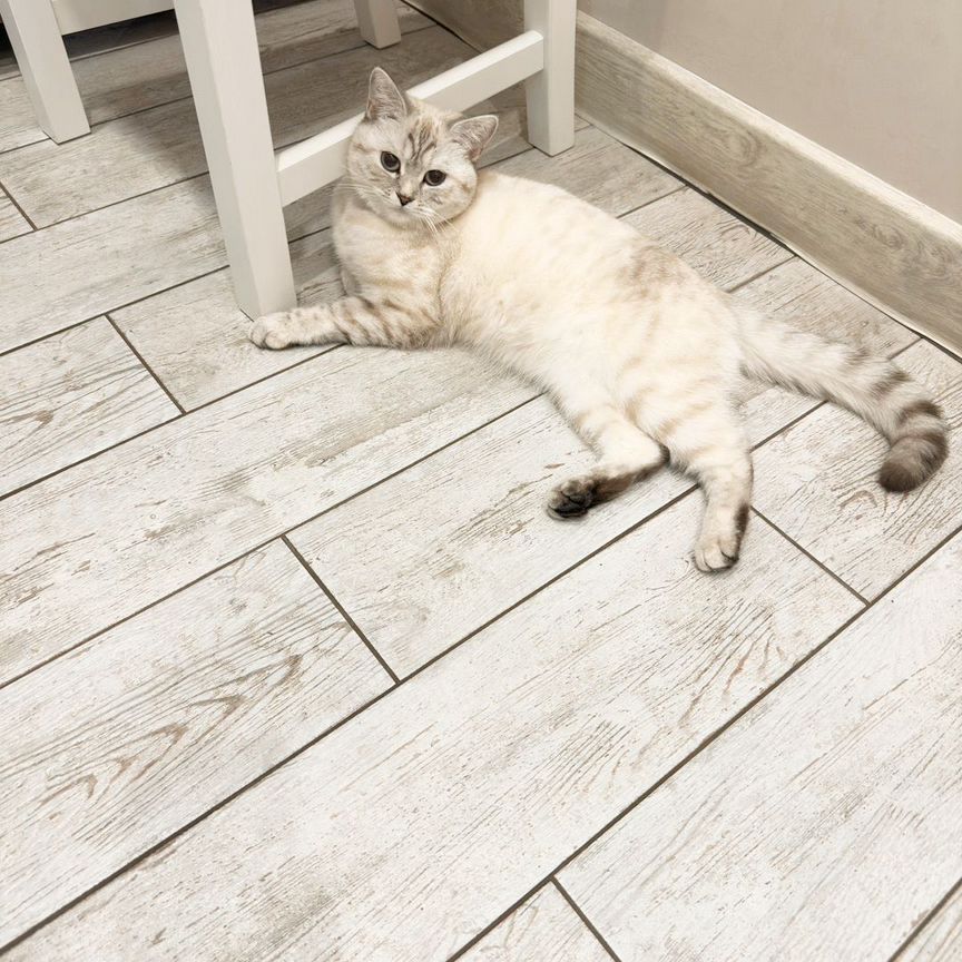 Вязка шотланской кошки
