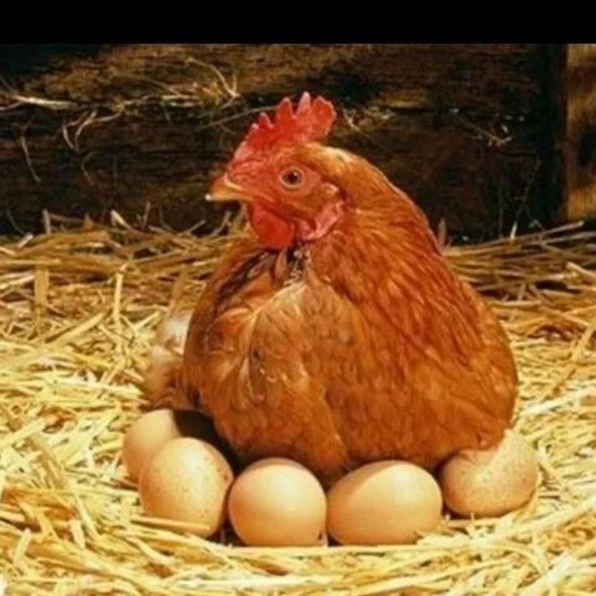 Яйца куриные всегда свежие