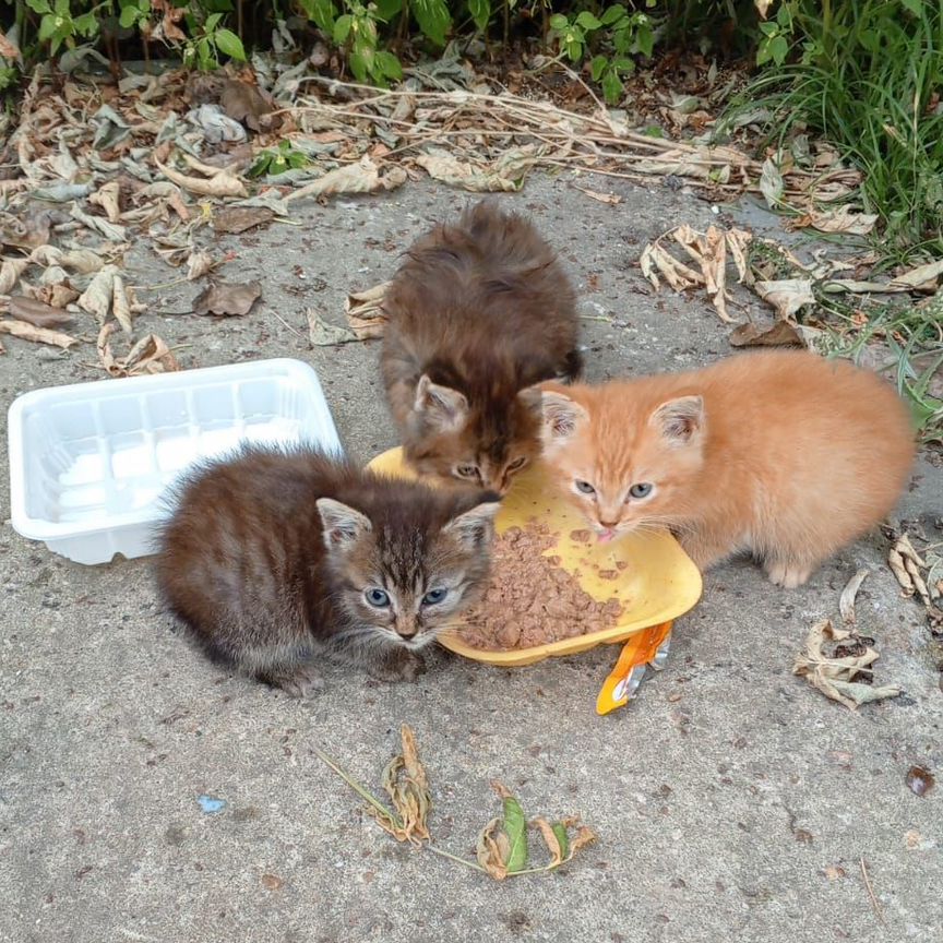 Котята в добрые руки