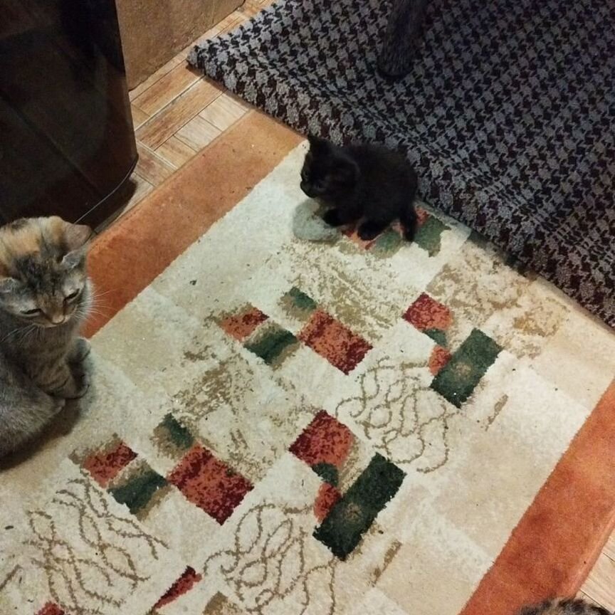 Одам котенка в добрые руки