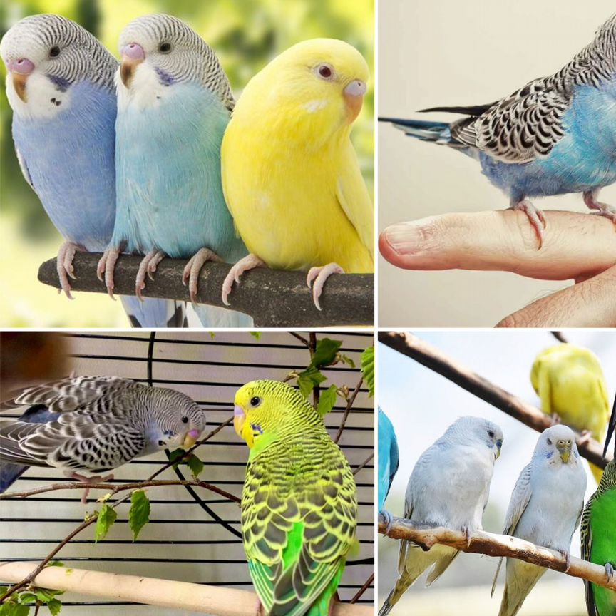 Волнистый попугай с клеткой