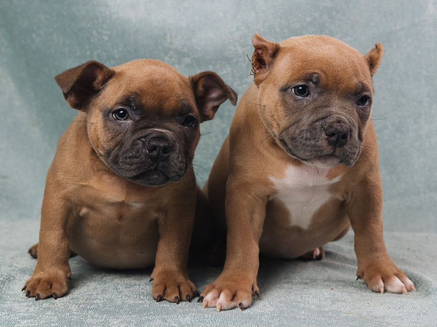 Девочки булли покет