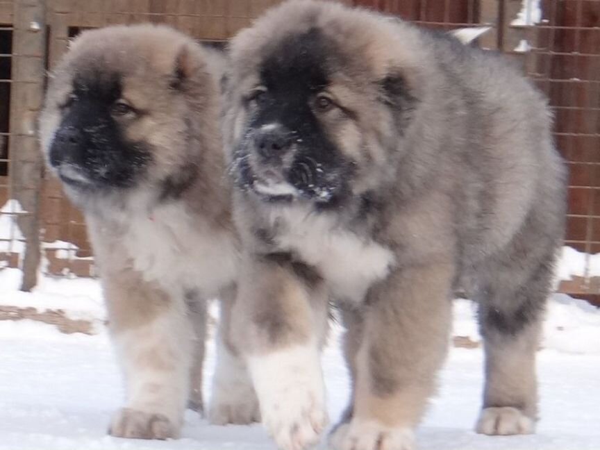 Кавказская овчарка. Девочки. Продажа щенков